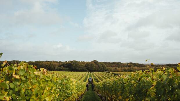 Balfour Winery - Kent - - World's Best Vineyards Explore